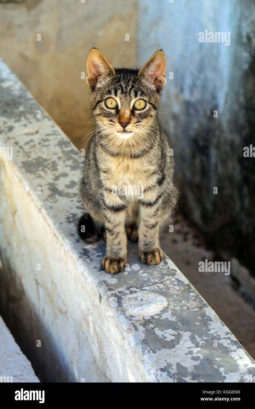 Cat looking towards camera hi-res stock photography and images - Alamy
