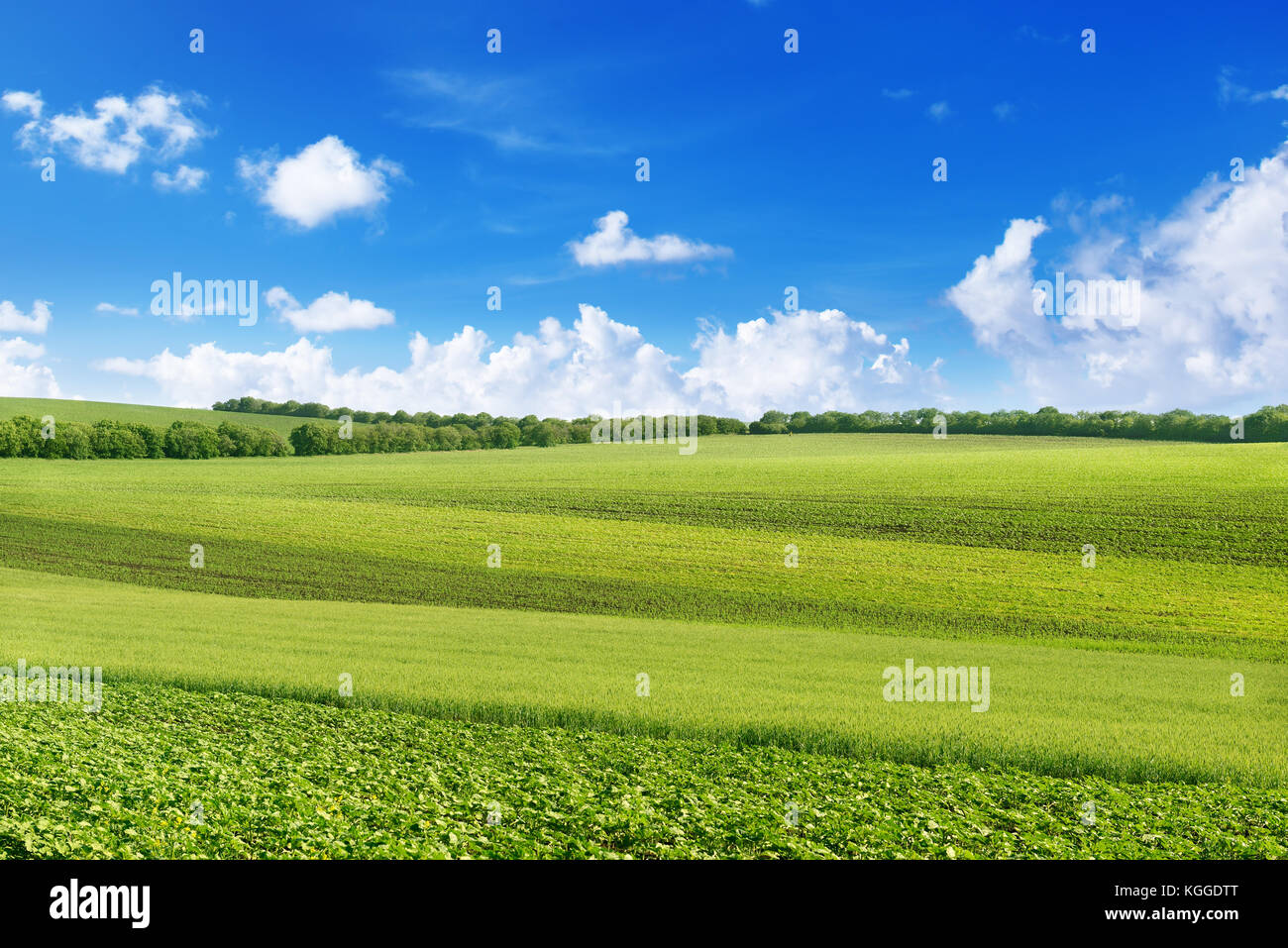 A picturesque spring field from different agricultural crops Stock ...