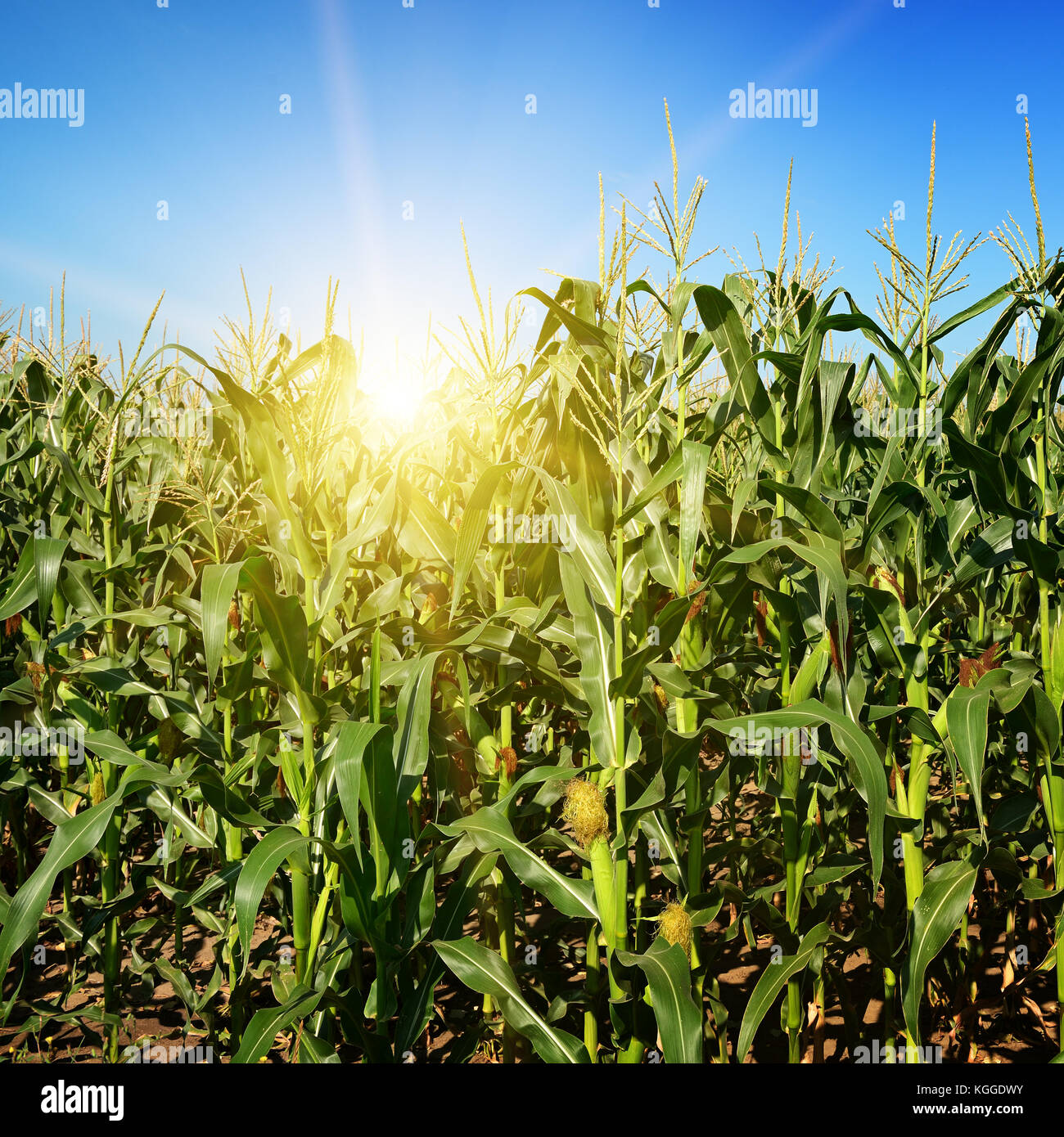 The stalks on the horizon hi-res stock photography and images - Alamy