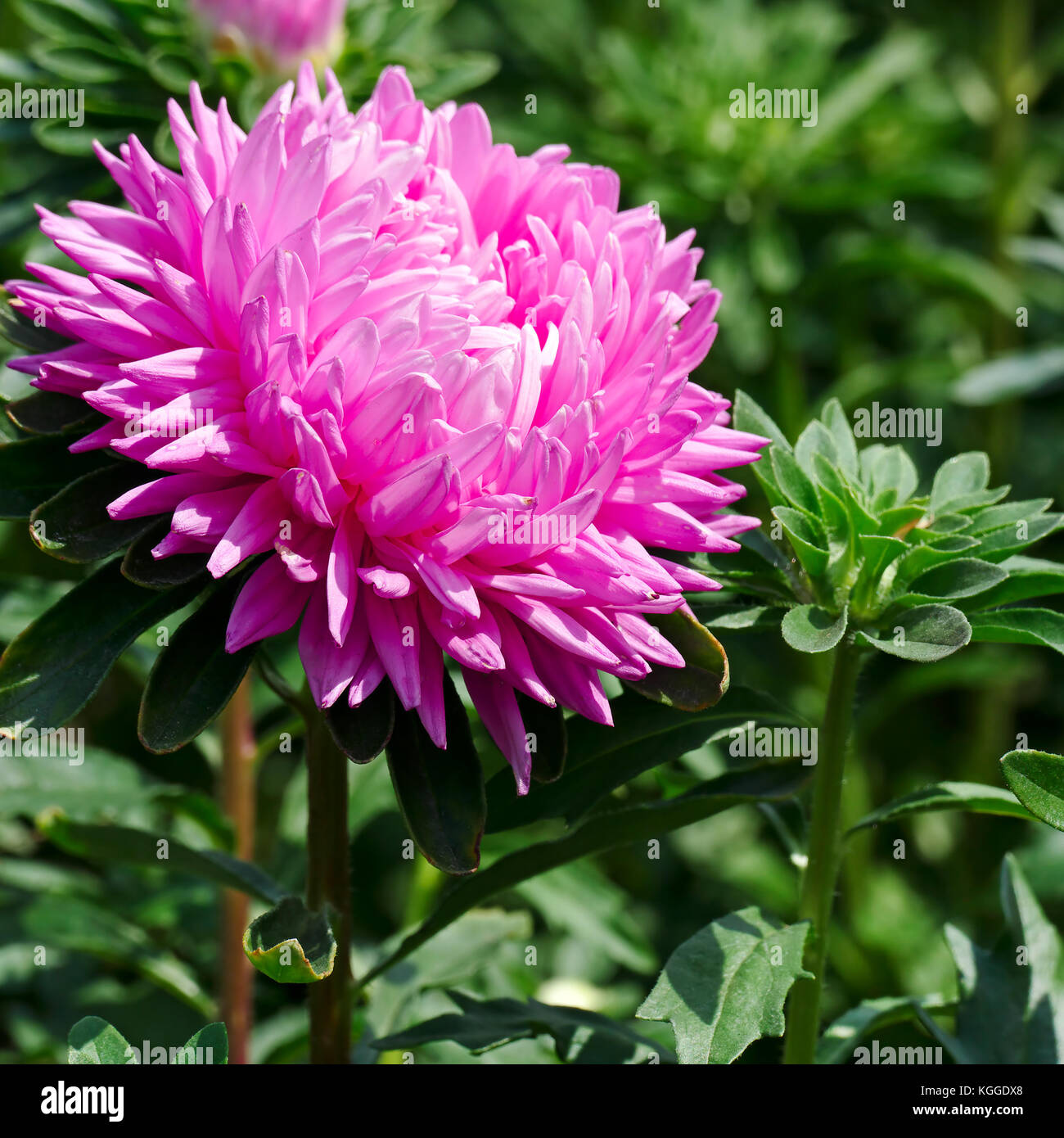 Bright pink aster flower on a flowerbed in a park Stock Photo - Alamy