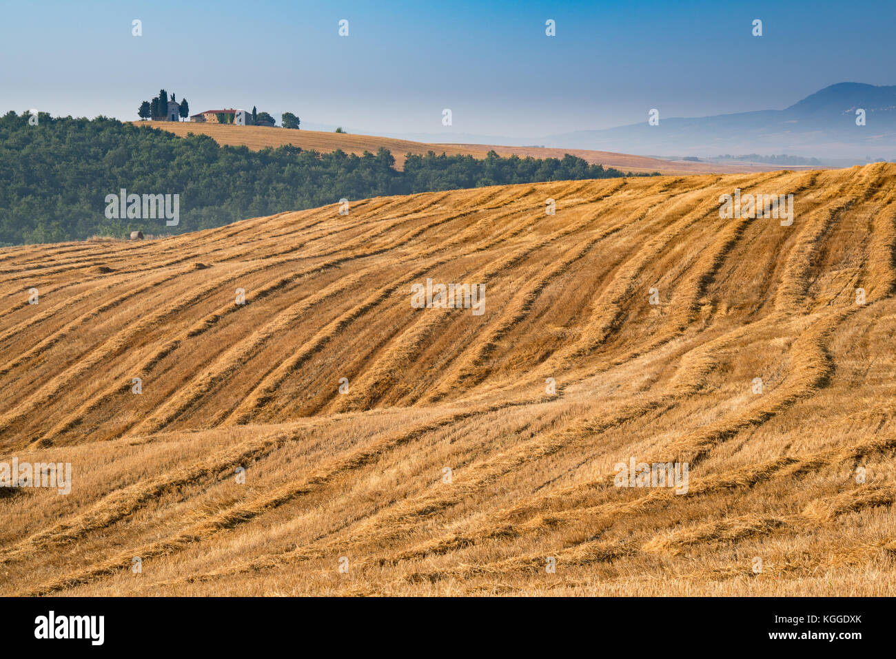 Rolling grain fields in Tuscany, Italy Stock Photo - Alamy