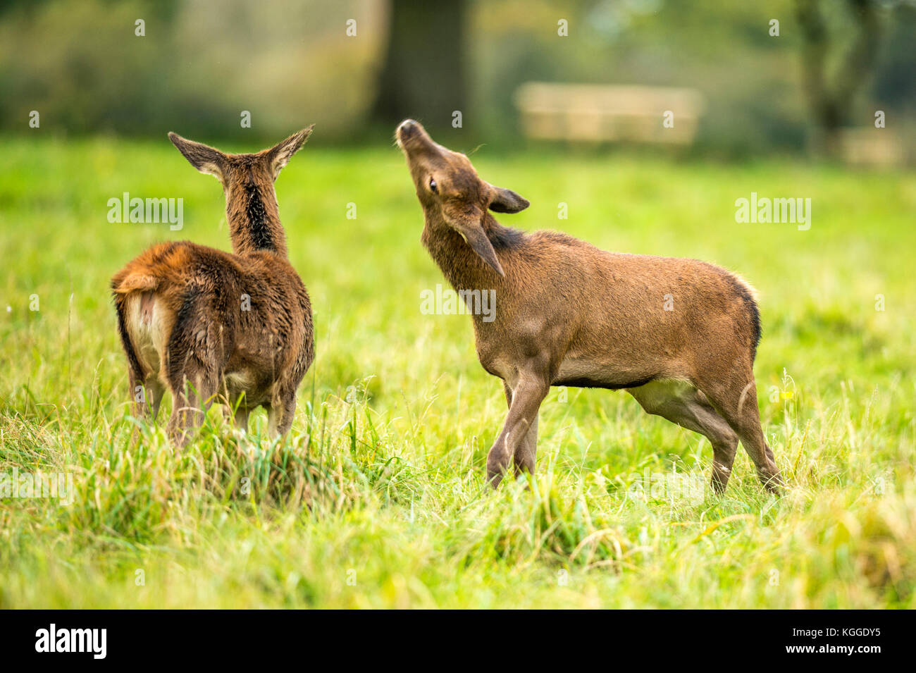 Autumn Red Deer Rut.Image sequence depicting scenes around male Stag's ...