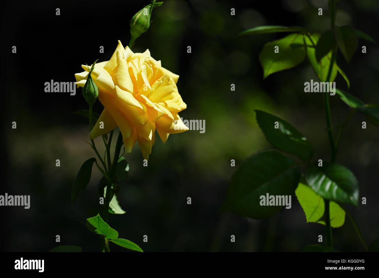 blooming yellow rose flower on a dark green foliage background Stock ...