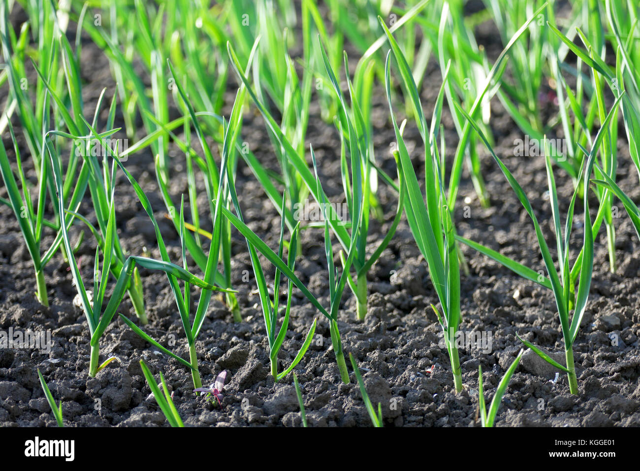 Sprouts of young garlic on the bed in the field Stock Photo - Alamy