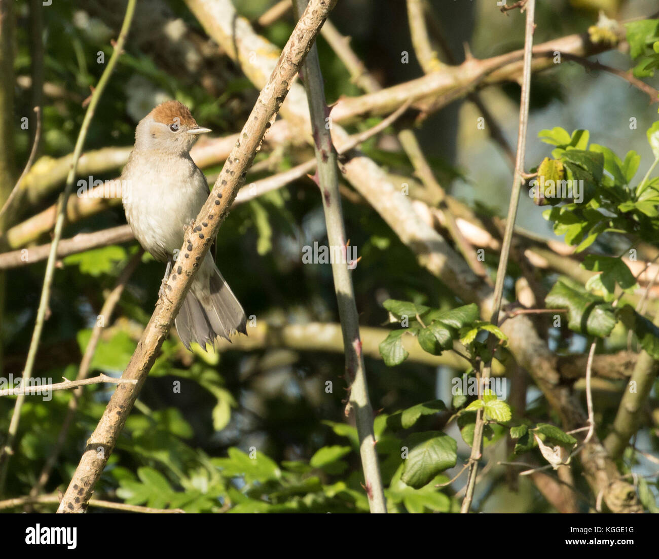Female black cap hi-res stock photography and images - Alamy