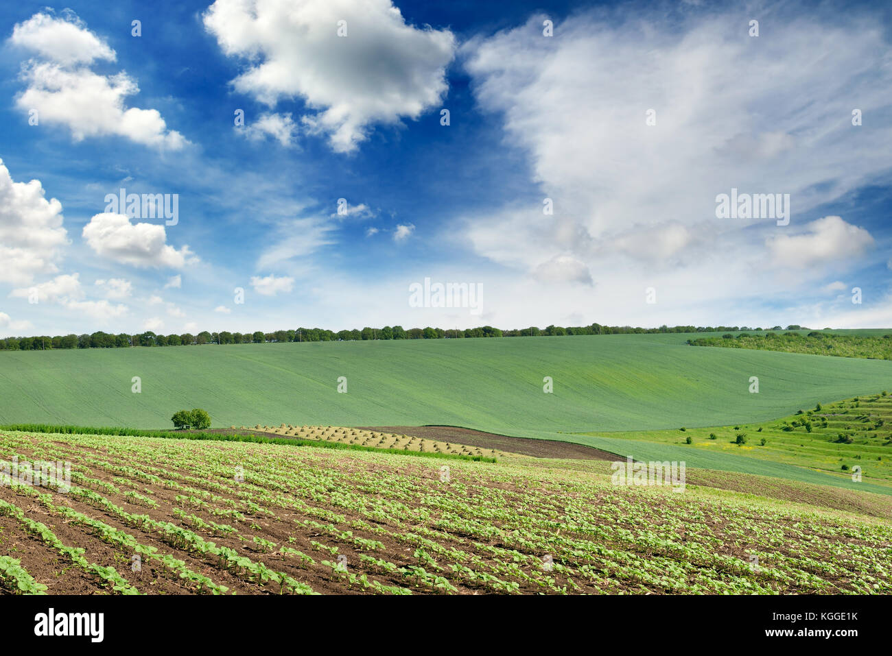 Scenic landscape with a green spring field and a blue sky Stock Photo ...