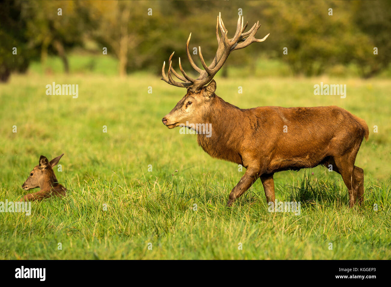 Autumn Red Deer Rut.Image sequence depicting scenes around male Stag's ...