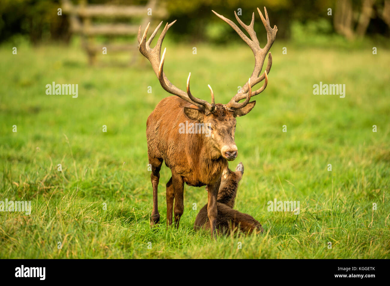 Autumn Red Deer Rut.Image sequence depicting scenes around male Stag's ...