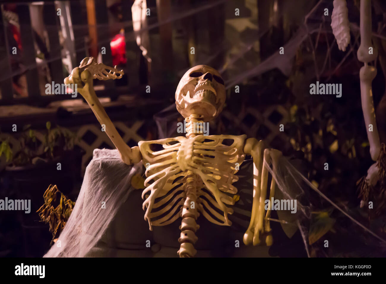 Scary halloween decoration spooky skeleton no people Stock Photo - Alamy