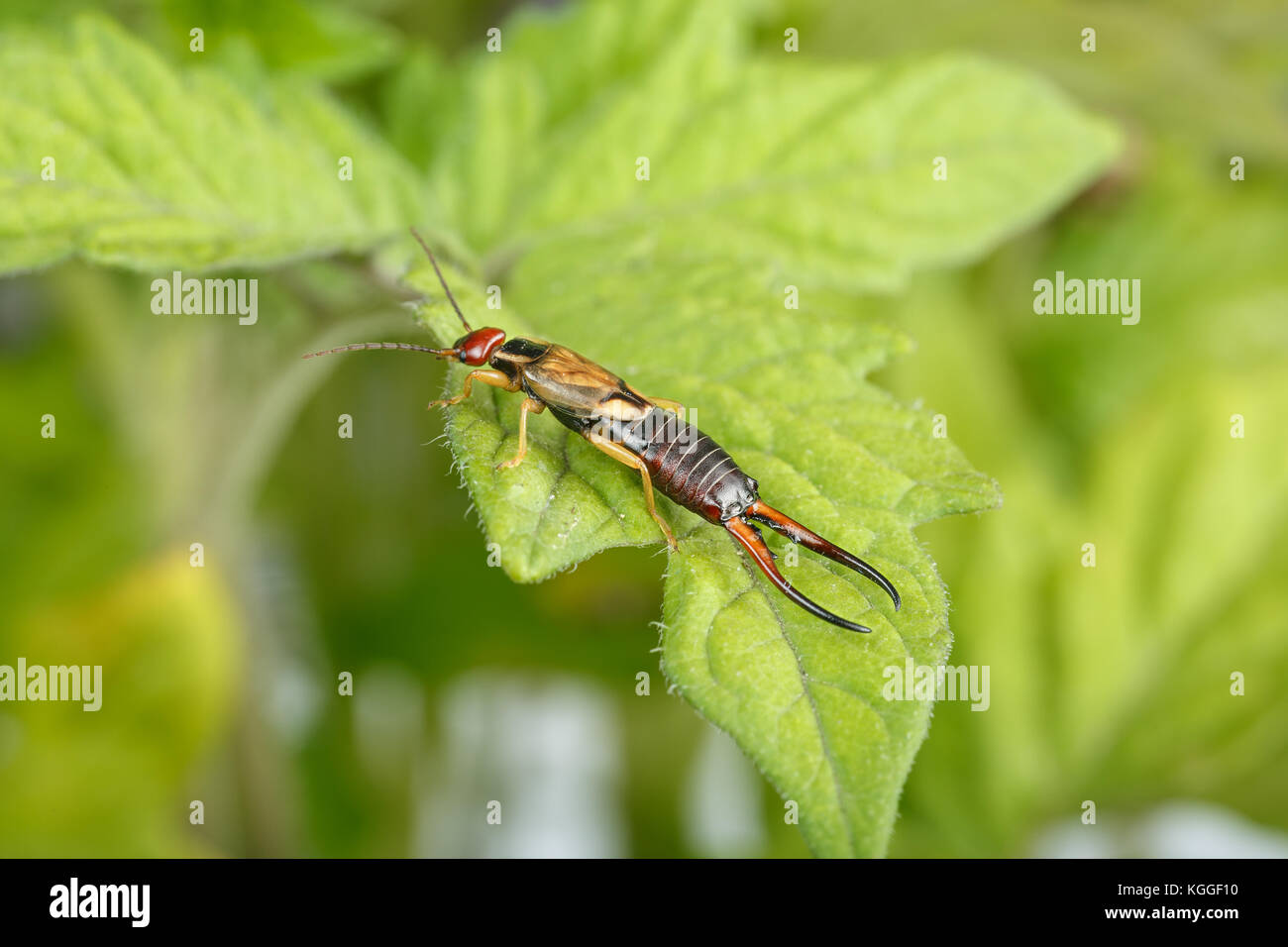 Adult male earwig at orchard, over a tomato plant leaf. Forficula ...