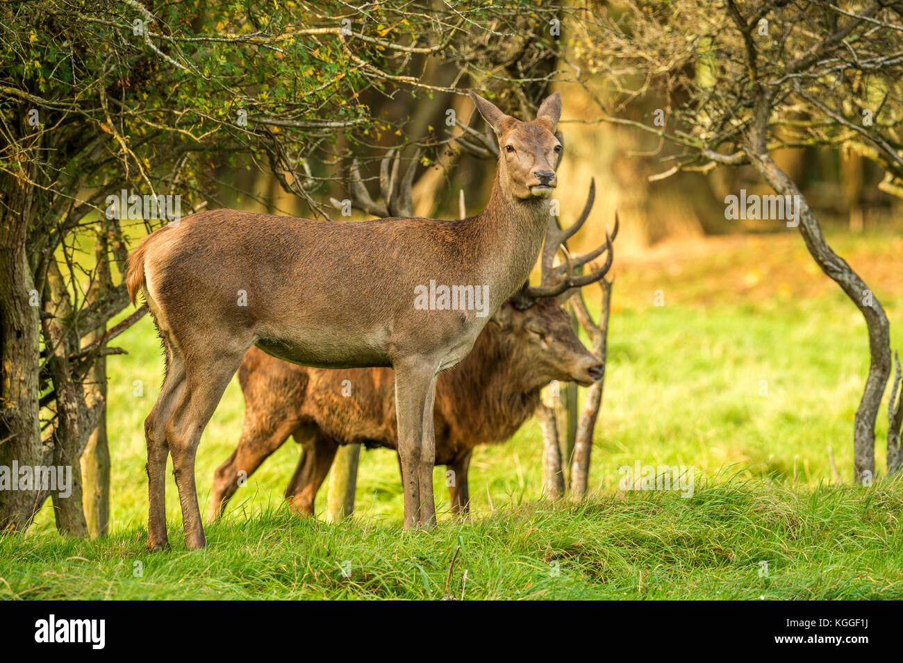 Autumn Red Deer Rut.Image sequence depicting scenes around male Stag's ...