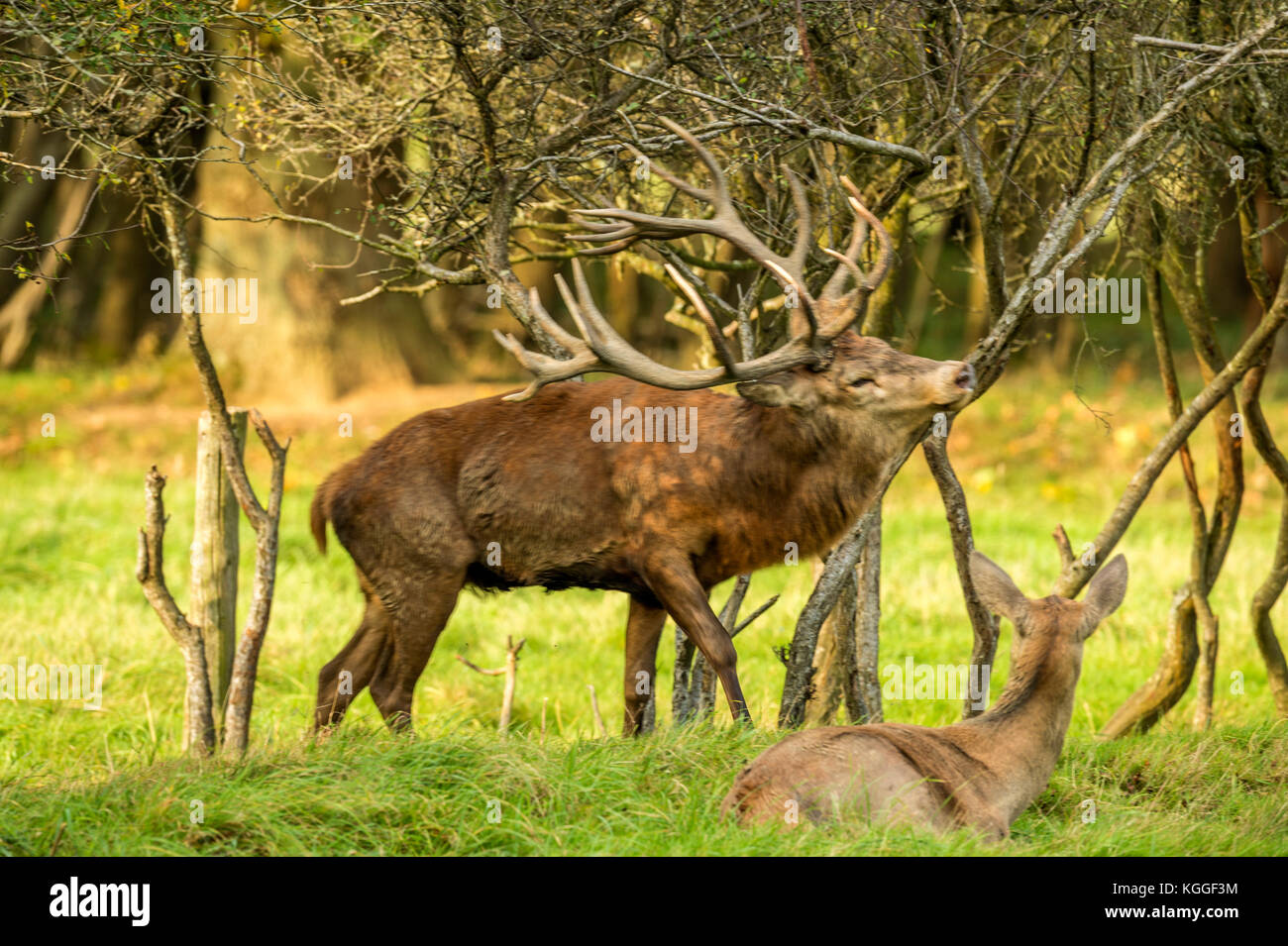 Autumn Red Deer Rut.Image sequence depicting scenes around male Stag's ...