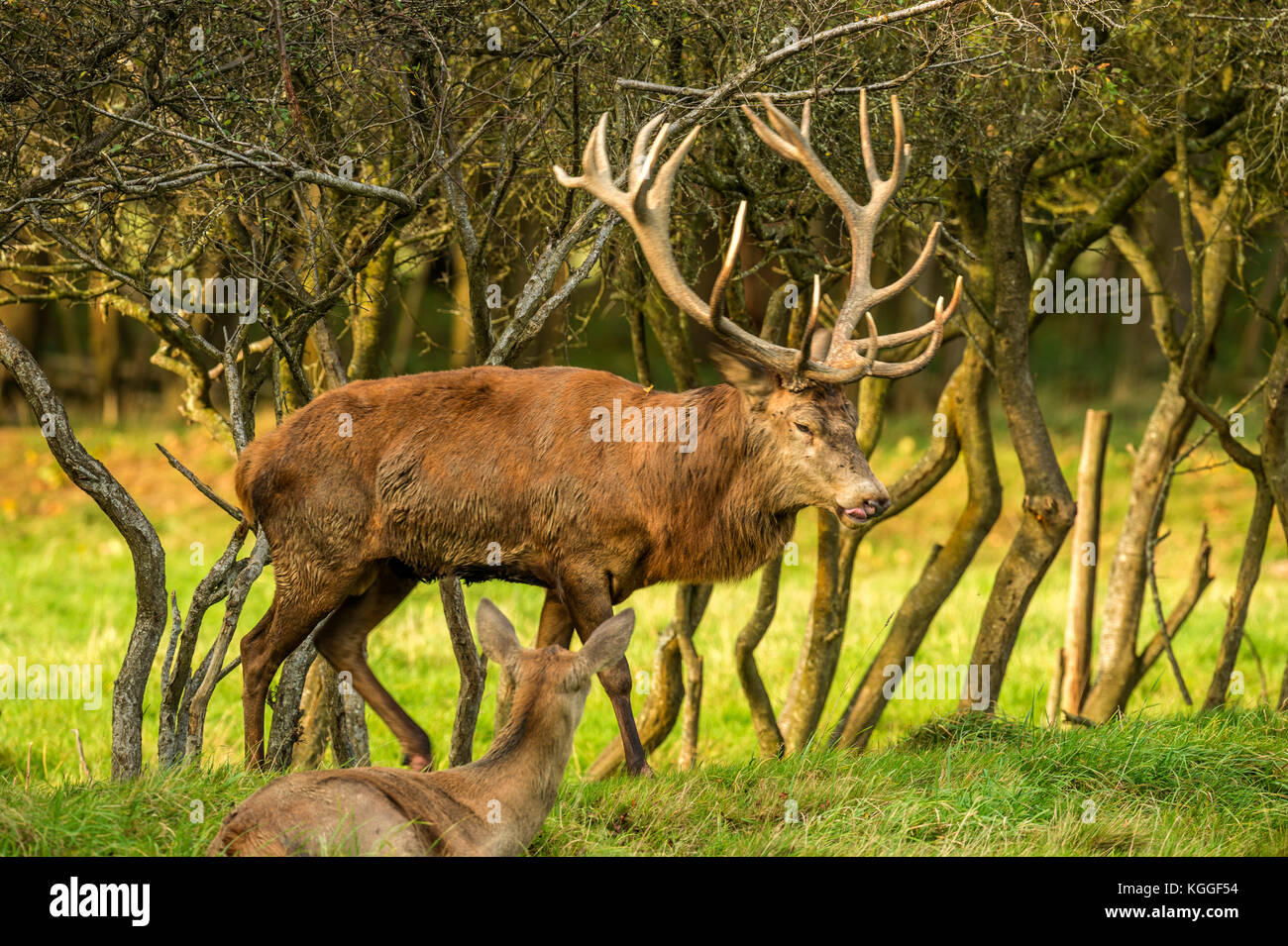 Autumn Red Deer Rut.Image sequence depicting scenes around male Stag's ...