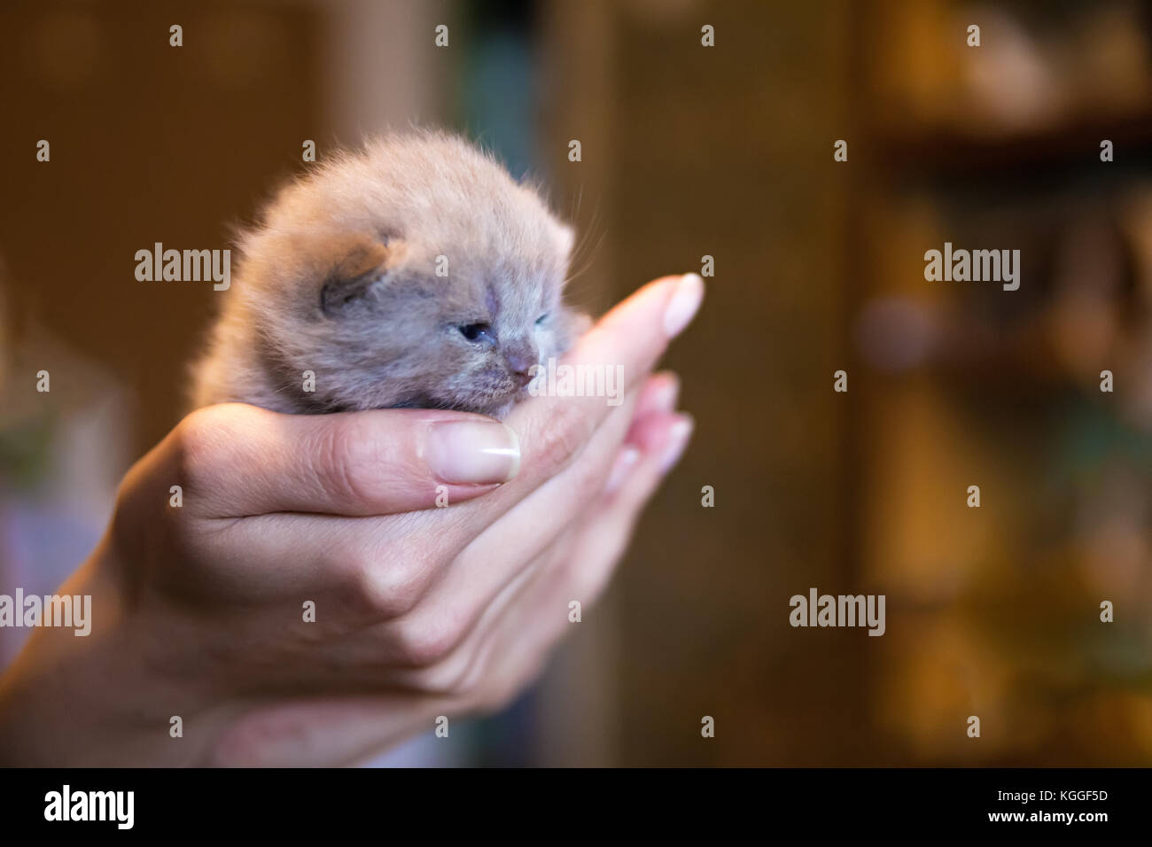 Fawn-coloured British kitten in men's hand, little kitten. New born ...