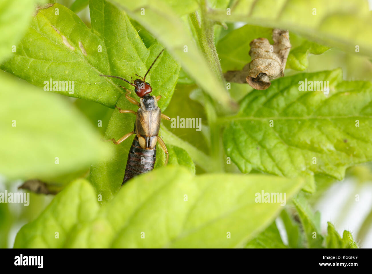 Insect Plague High Resolution Stock Photography and Images - Alamy
