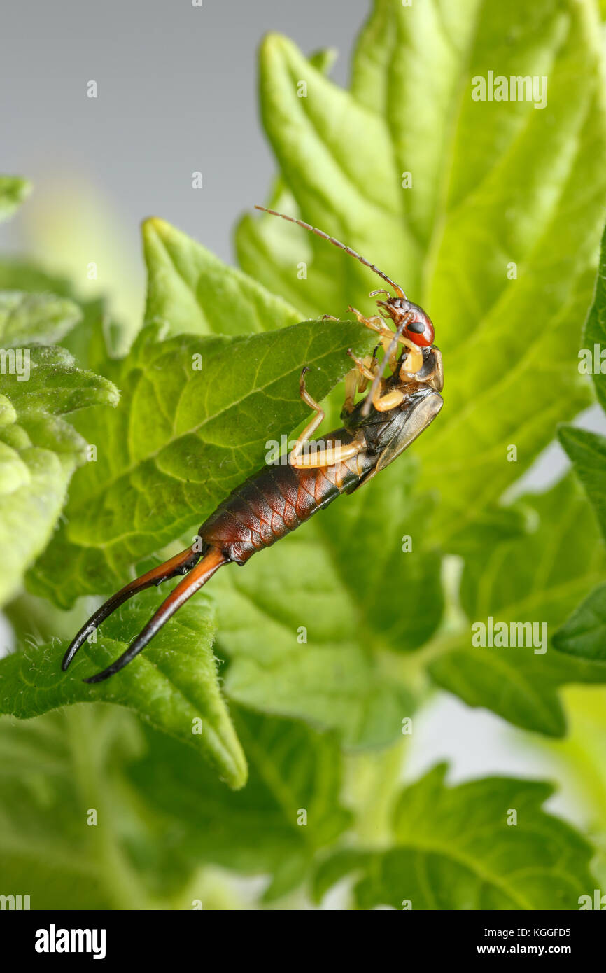 Amazing earwig hanging on the border of a tomato plant leaf. Side view ...
