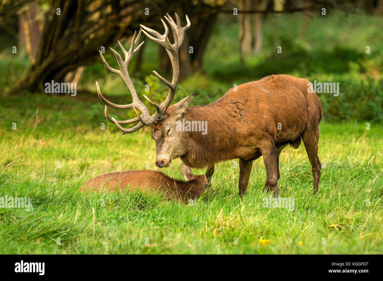 Autumn Red Deer Rut.Image sequence depicting scenes around male Stag's ...