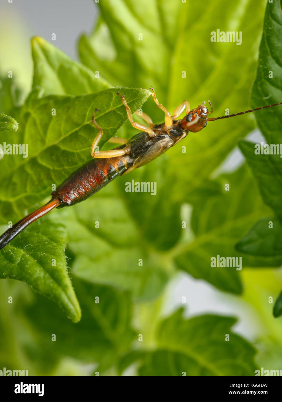 Beautiful golden and reddish earwig hanging upside down on the edge of ...