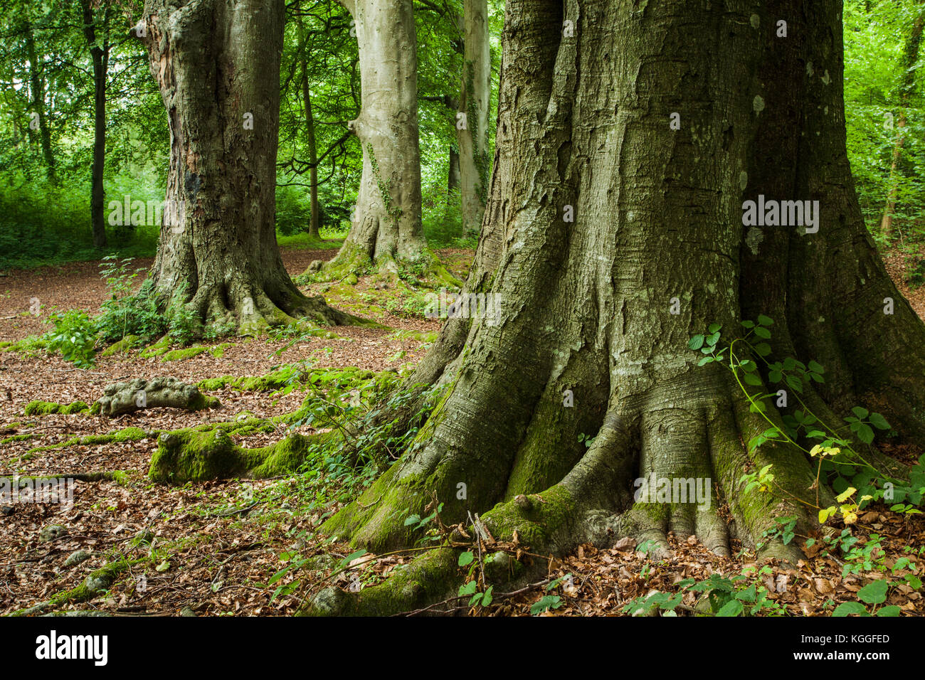 Types Of Ancient Woodland – A brief history of woodlands in Britain – SGBNU