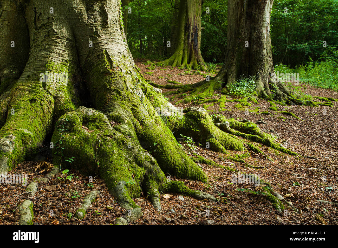 Old ancient woodland tree hi-res stock photography and images - Alamy