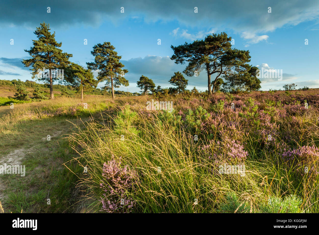 Ashdown forest hi-res stock photography and images - Alamy