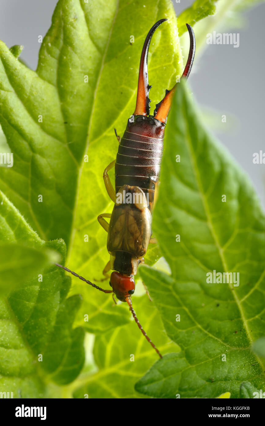 Earwig hanging upside down at tomato plant leaf. This beautiful bug can ...