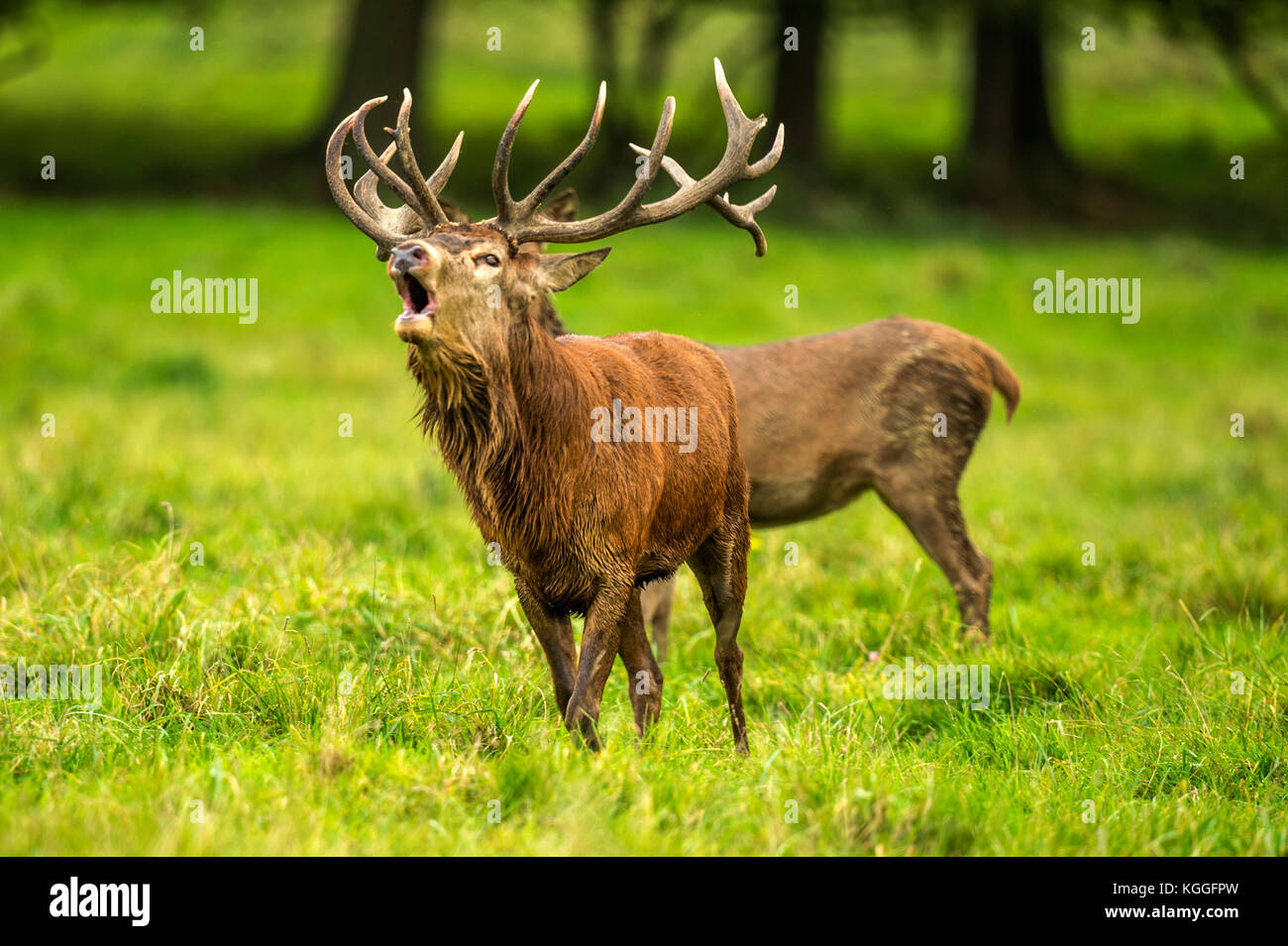 Autumn Red Deer Rut.Image sequence depicting scenes around male Stag's ...