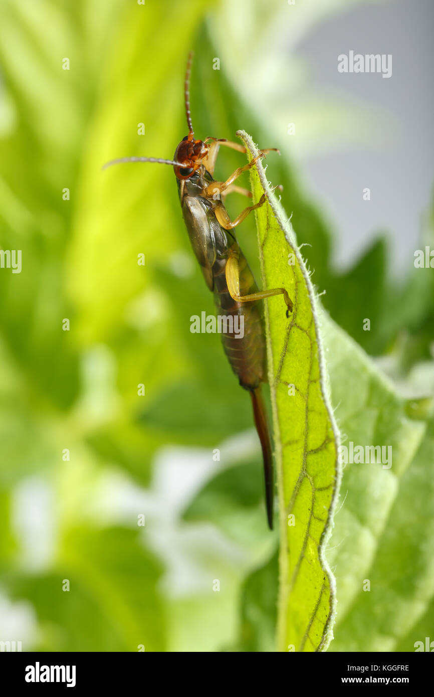 Common earwig european earwig forficula hi-res stock photography and ...