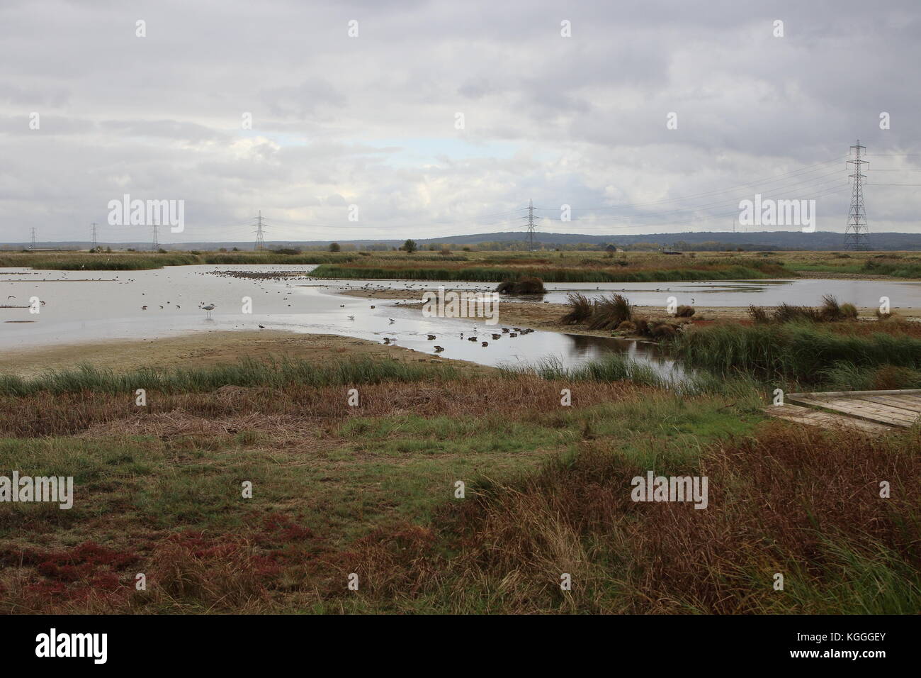 Nature reserve, East Flood at Oare Marshes, with Birds in the landscape ...