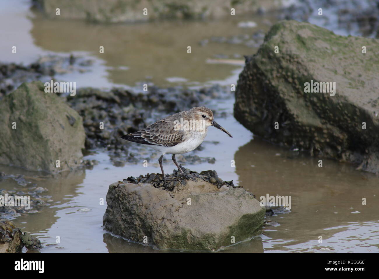 Dunlin winter plumage hi-res stock photography and images - Alamy