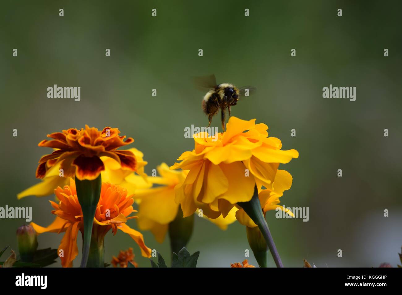 Honey Bee landing of a flower Stock Photo - Alamy