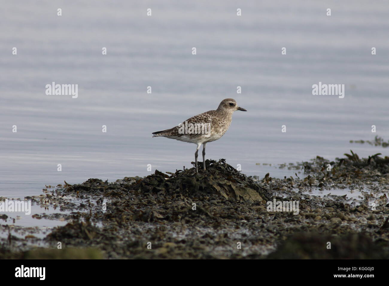 Grey Plover in winter plumage standing on a rock at Oare Marshes Stock ...