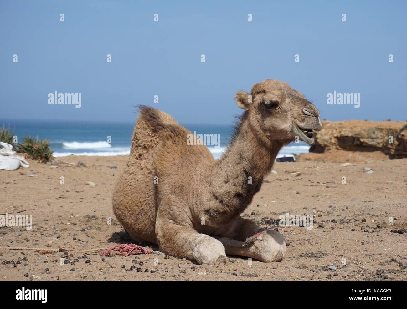 Camel sitting in sand in Morocco Stock Photo - Alamy