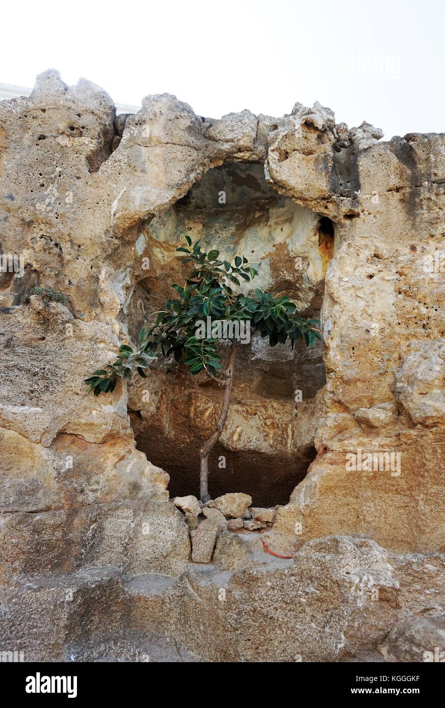 Tree in stone wall Stock Photo - Alamy