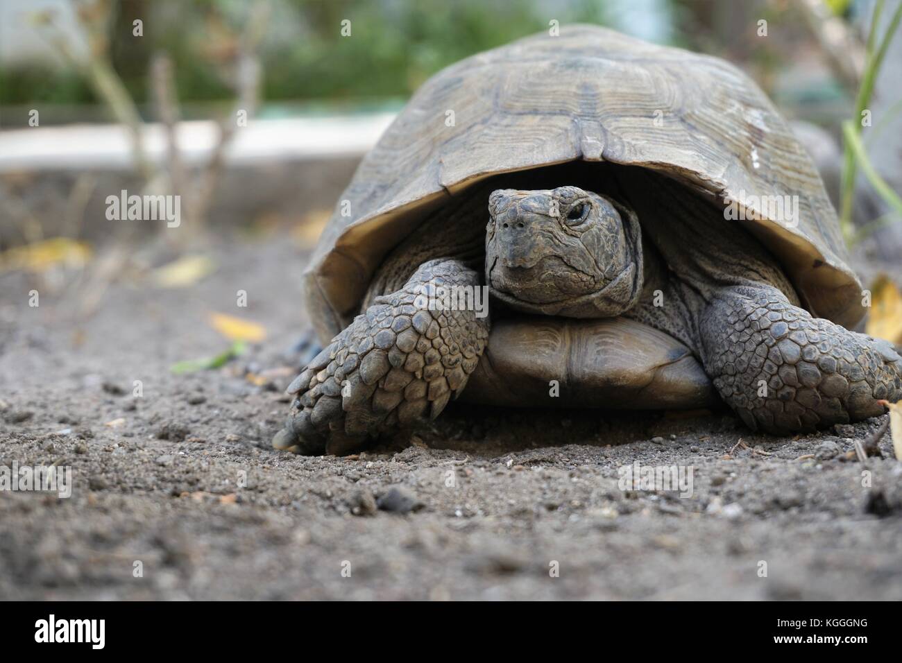 Little turtle close up sitting in the garden Stock Photo - Alamy
