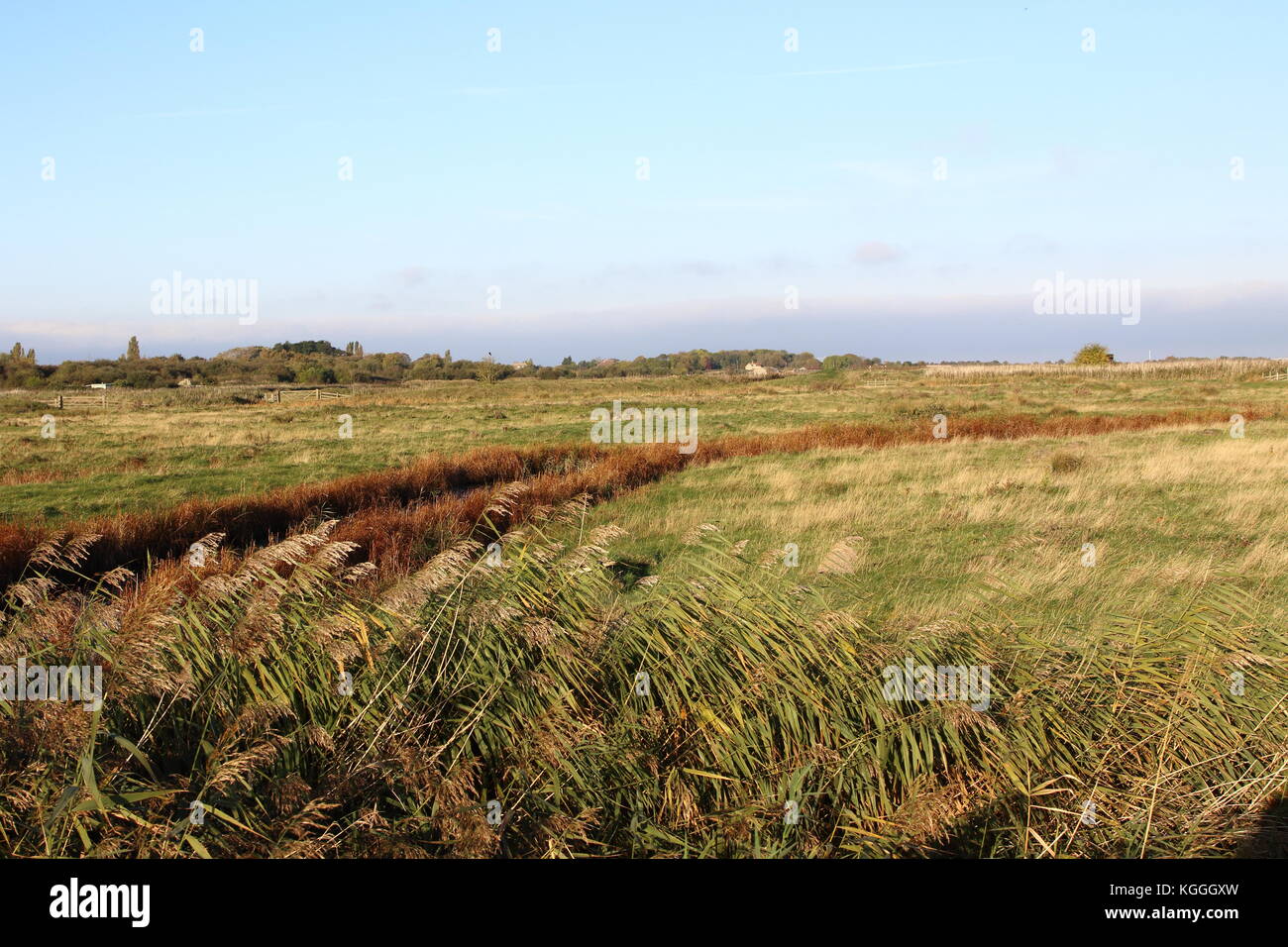 Marshland plants hi-res stock photography and images - Alamy