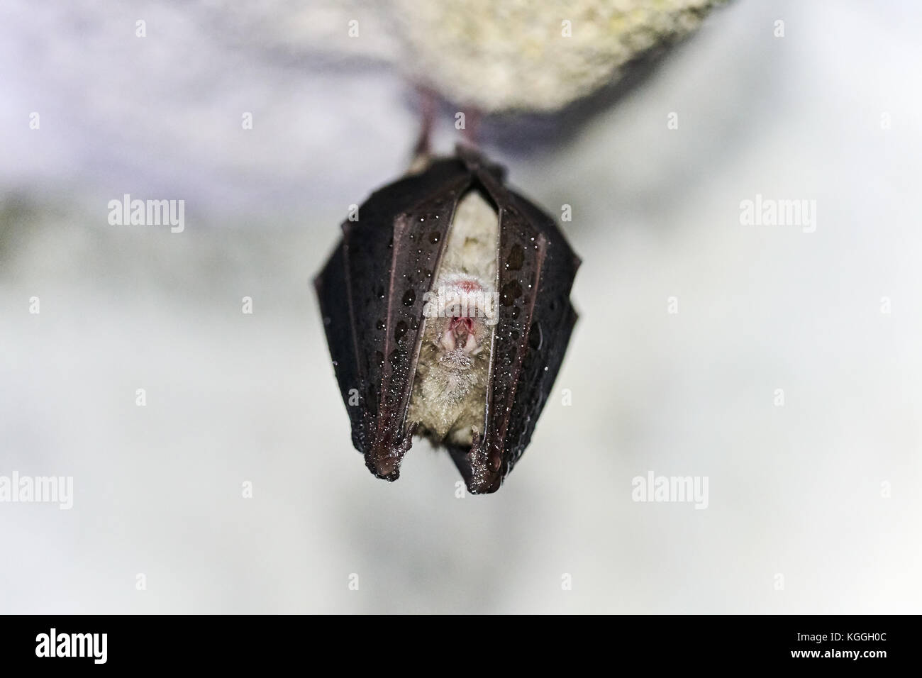 Macro of a bat hanging from the ceiling of a cave Stock Photo - Alamy