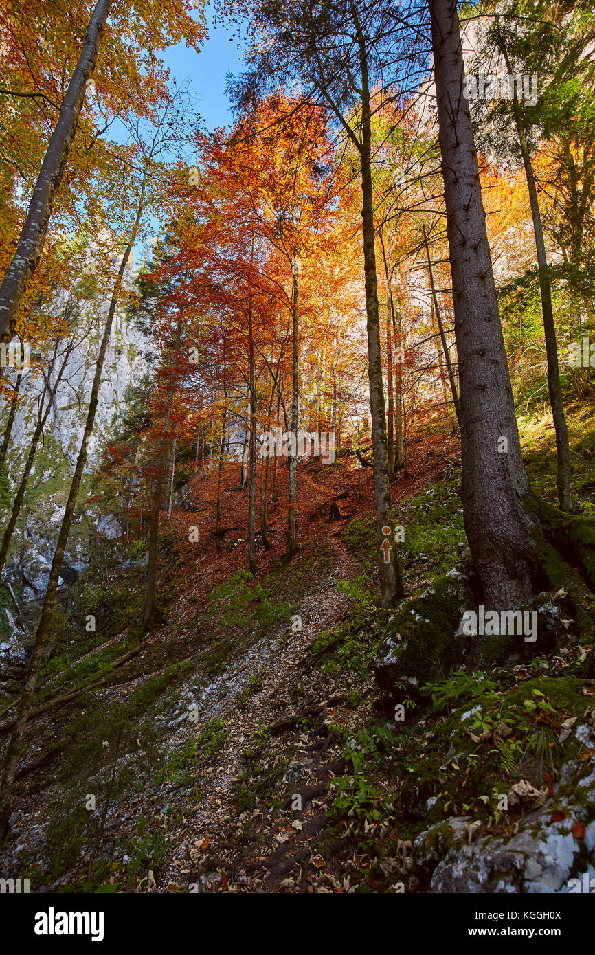 Autumn landscape with steep trail through the deciduous forest in the ...