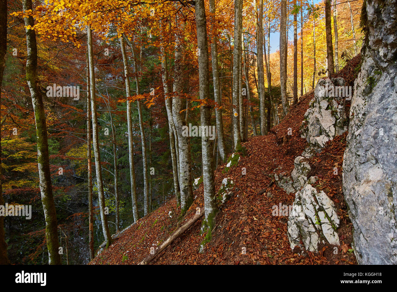 Autumn landscape with steep trail through the deciduous forest in the ...