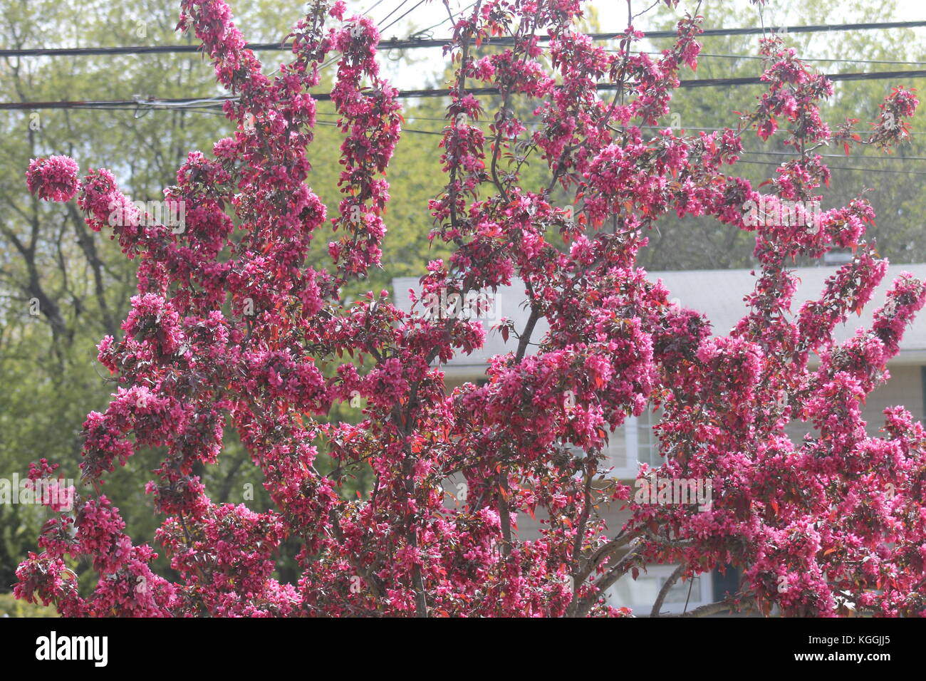 Beautiful Pink Tree Stock Photo - Alamy