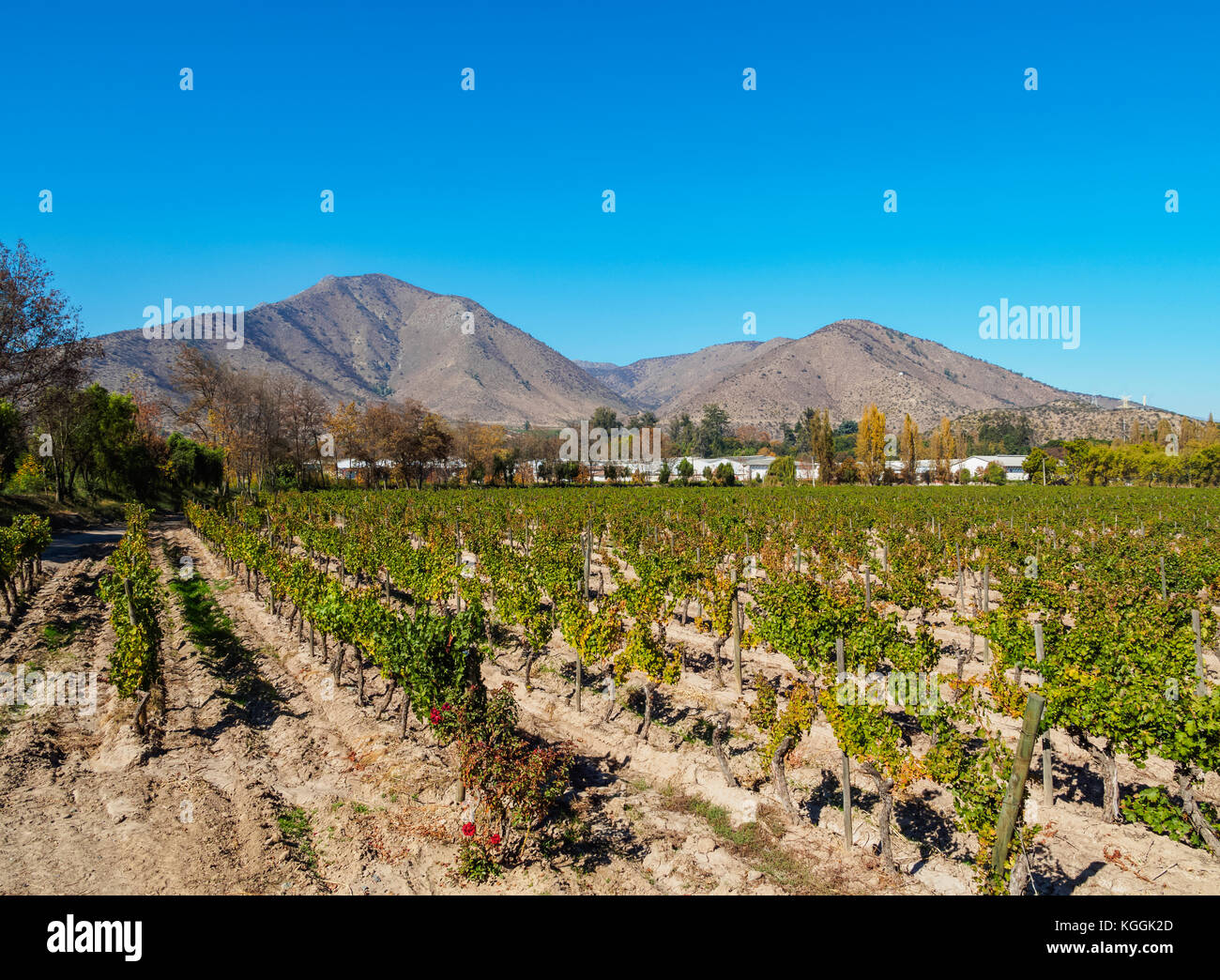 Santa rita wine chile hi-res stock photography and images - Alamy