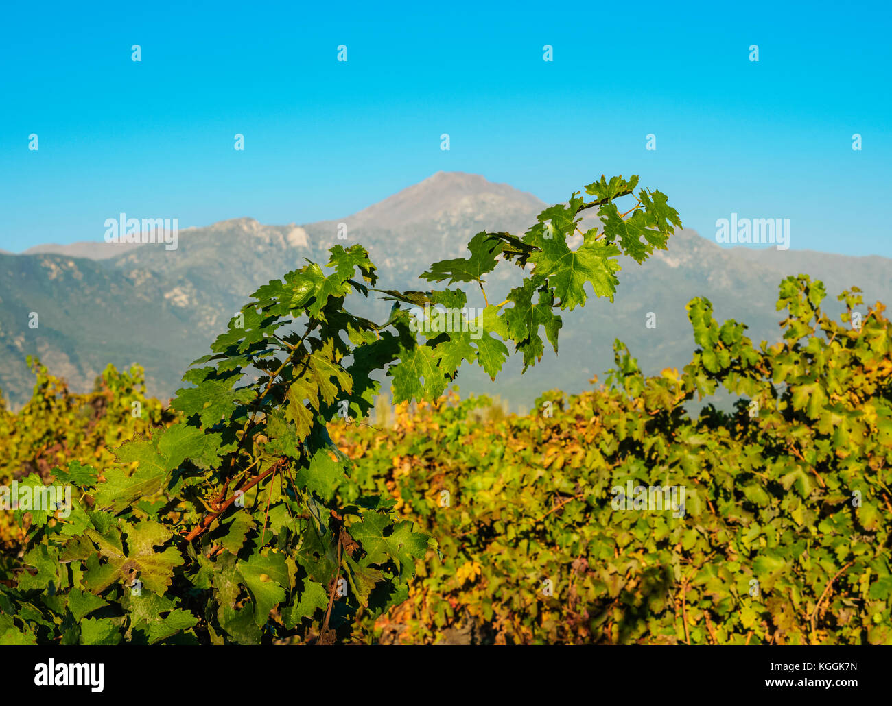 Vineyard with Andes in the background, Pirque, Santiago Metropolitan ...