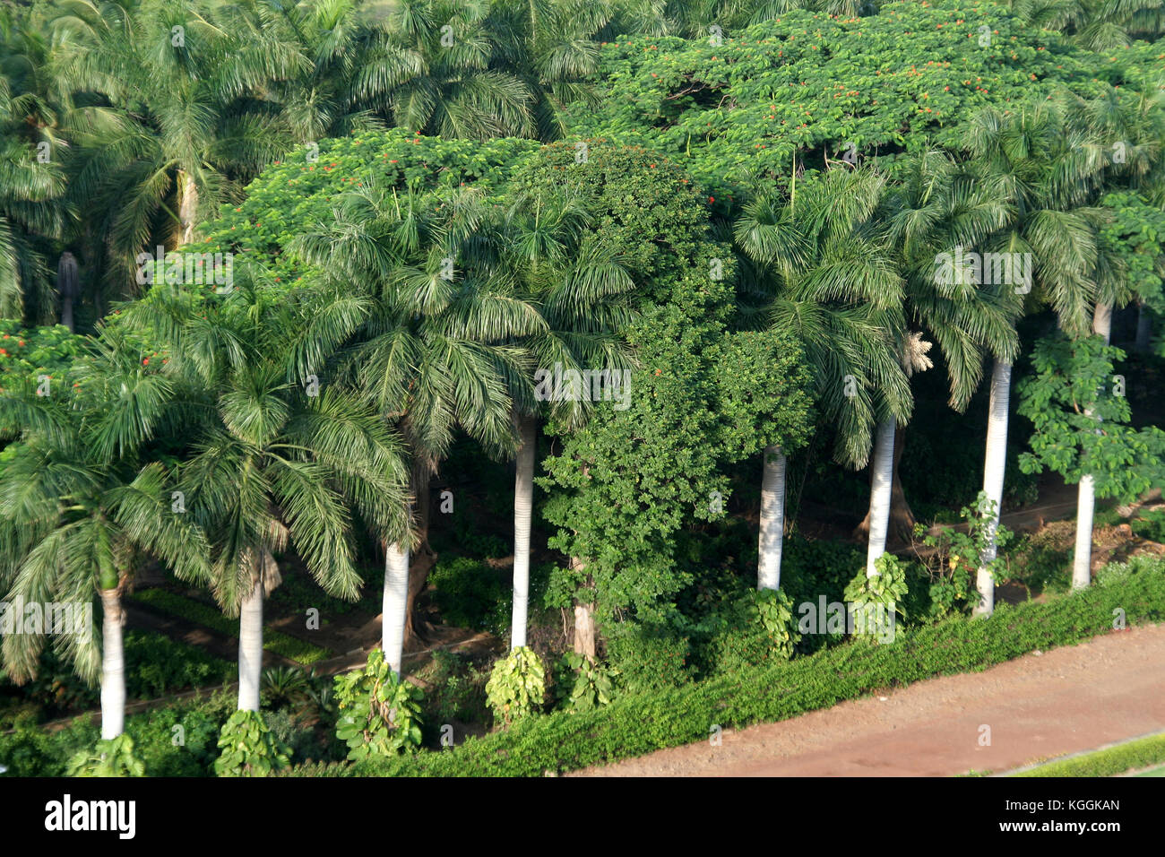 Tall trees covered with lush green foliage Stock Photo - Alamy