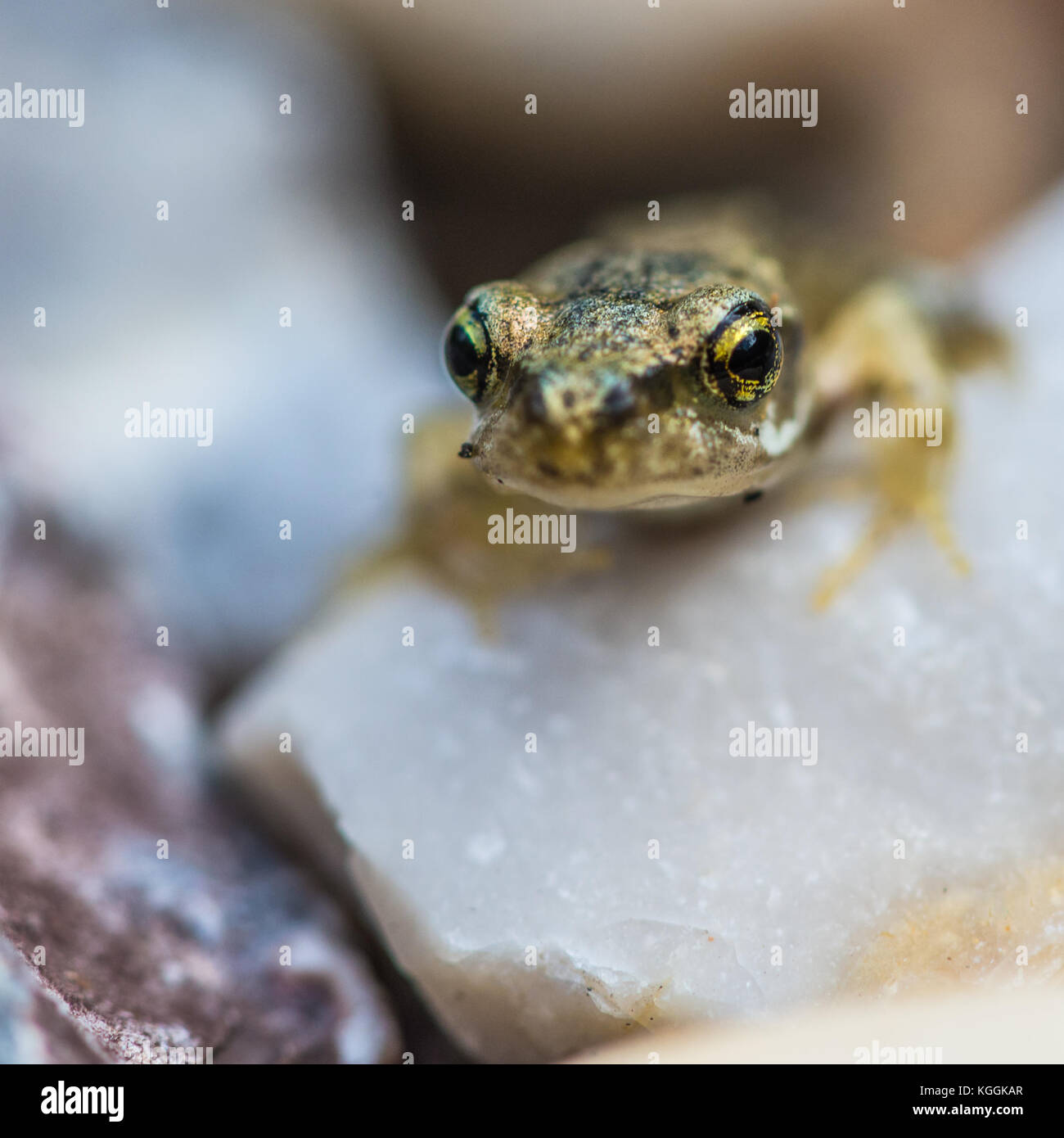Froglet macro hi-res stock photography and images - Alamy