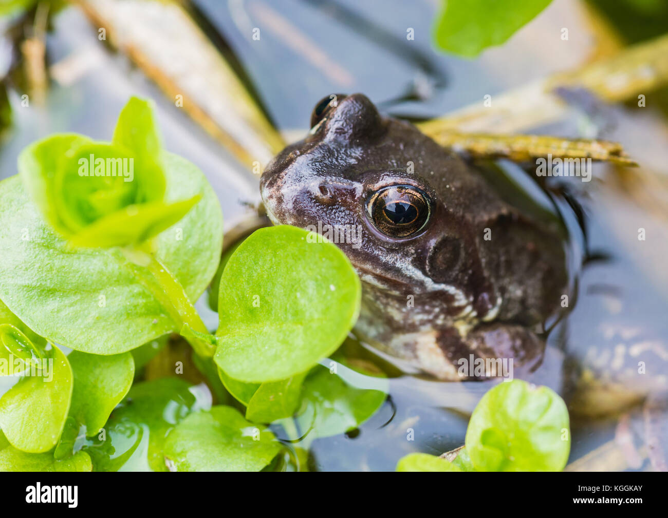 Lysimachia nummularia water hi-res stock photography and images - Alamy