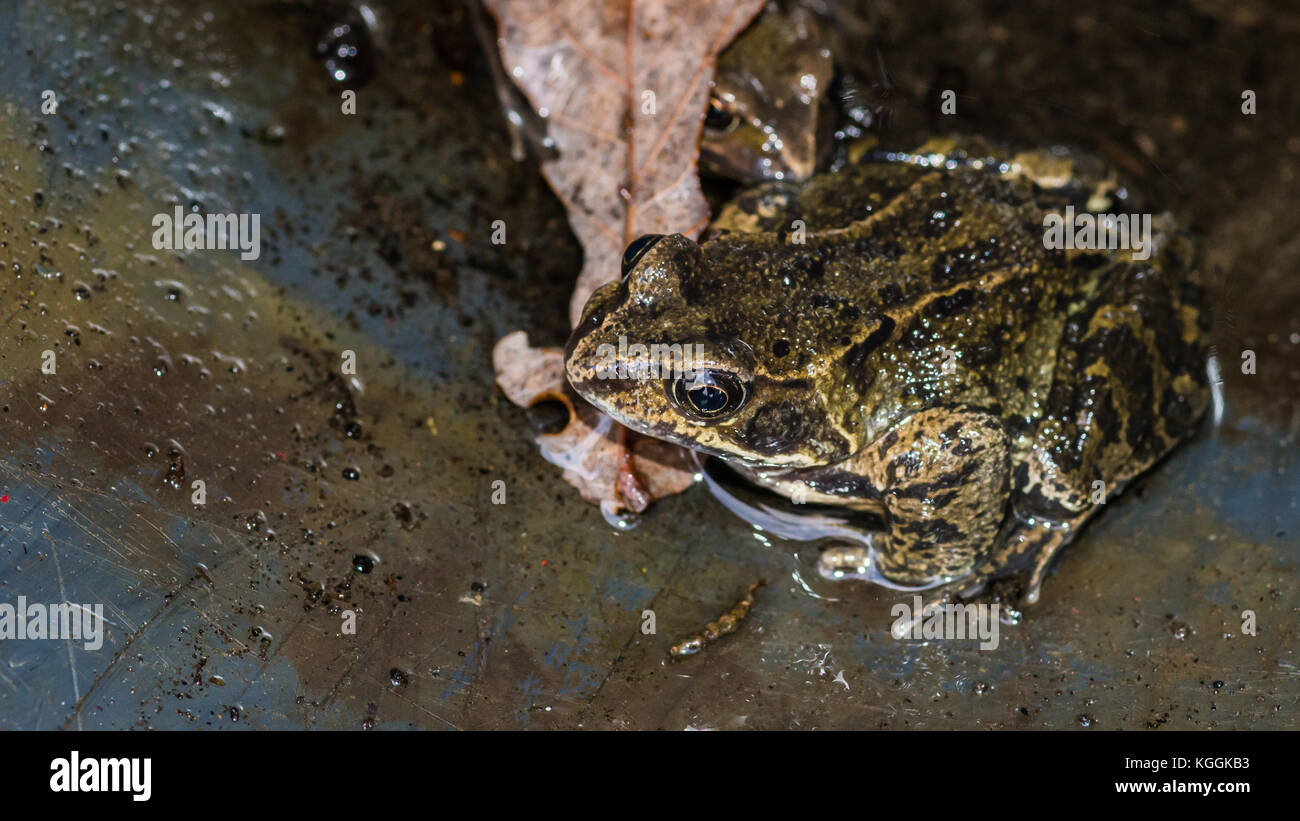 Frogs in a bucket hi-res stock photography and images - Alamy