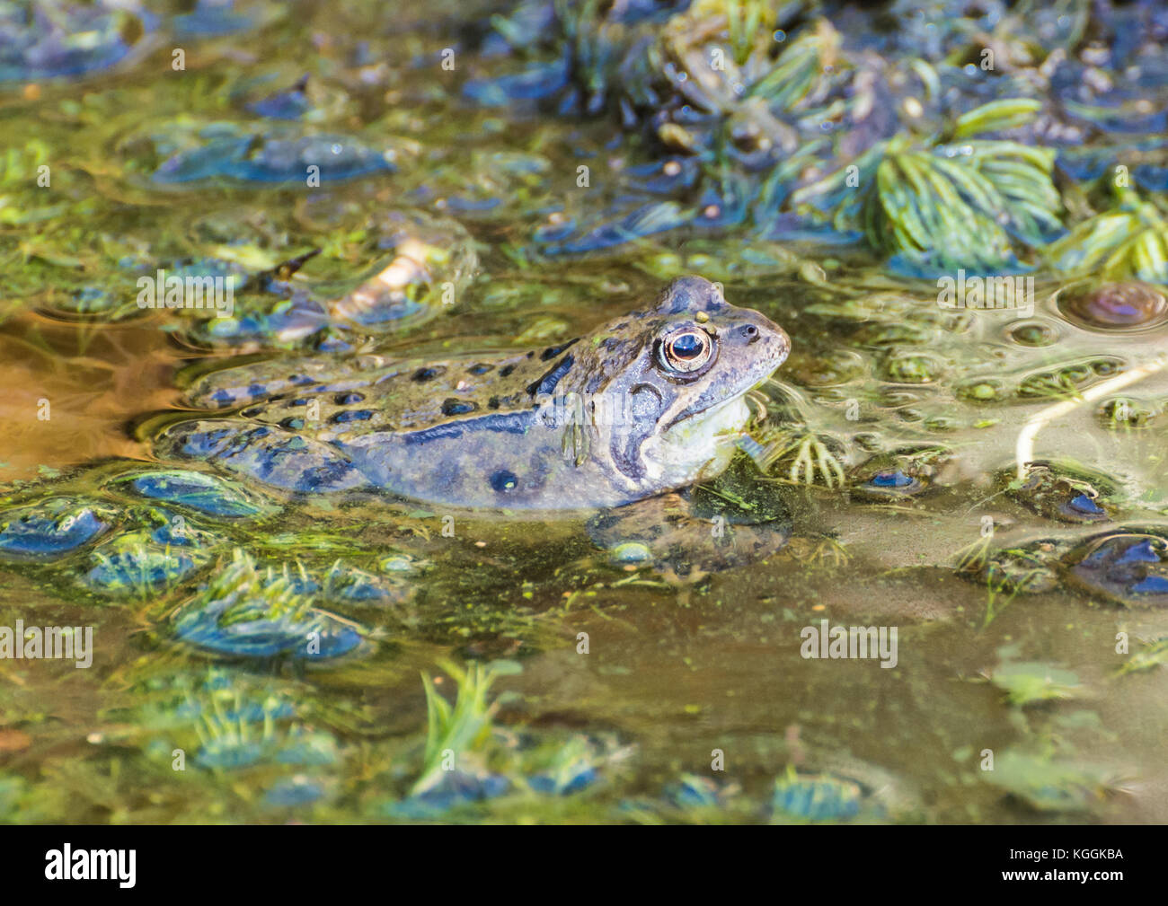A close-up shot of a frog in a garden pond Stock Photo - Alamy