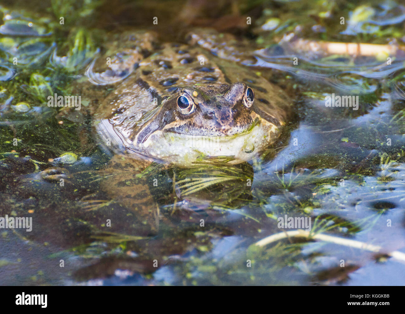 A close-up shot of a frog in a garden pond Stock Photo - Alamy