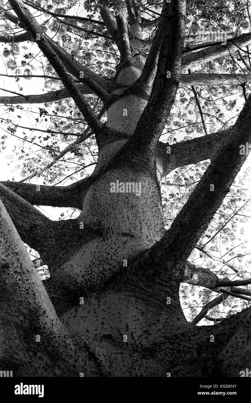 Wide angle view, from floor up, of a huge, lofty tree Stock Photo - Alamy