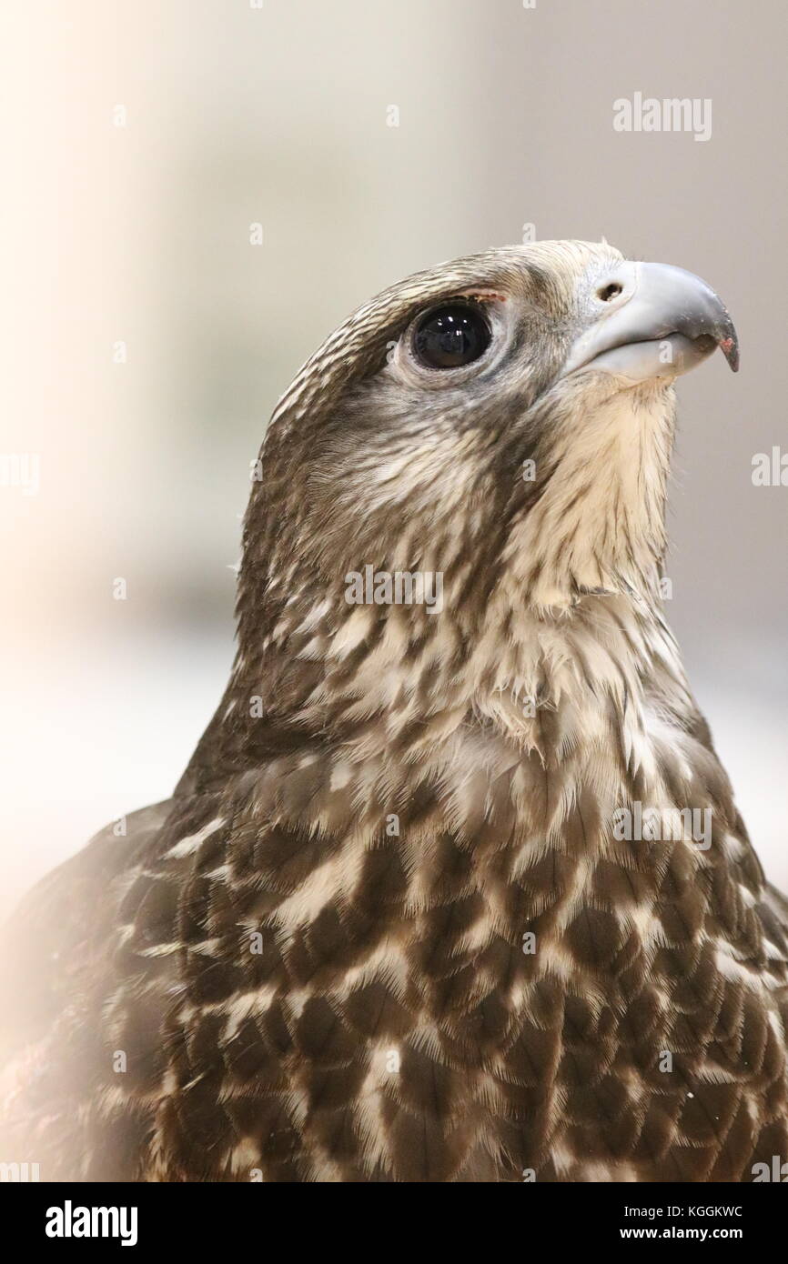 Gyr Falcon Falco Rusticolus High Resolution Stock Photography and ...